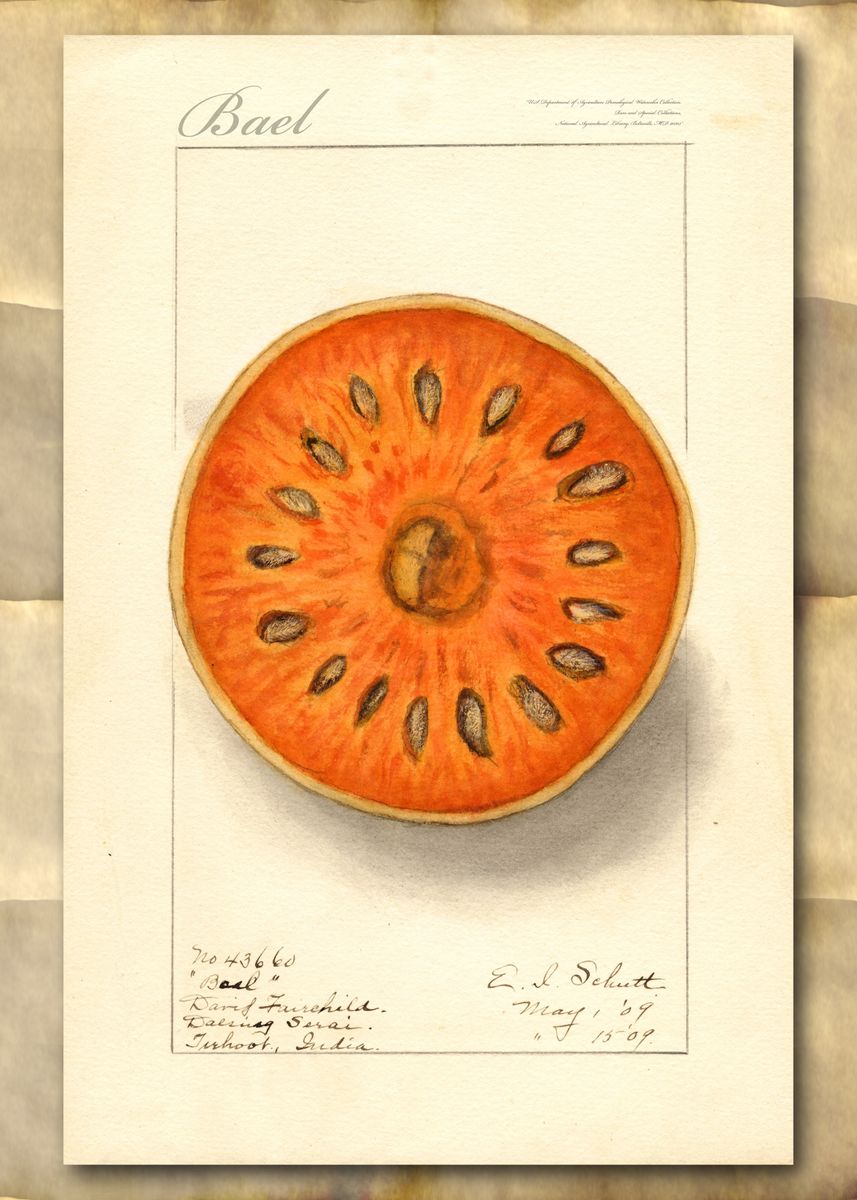 'Bael vintage watercolor' Poster by | Displate