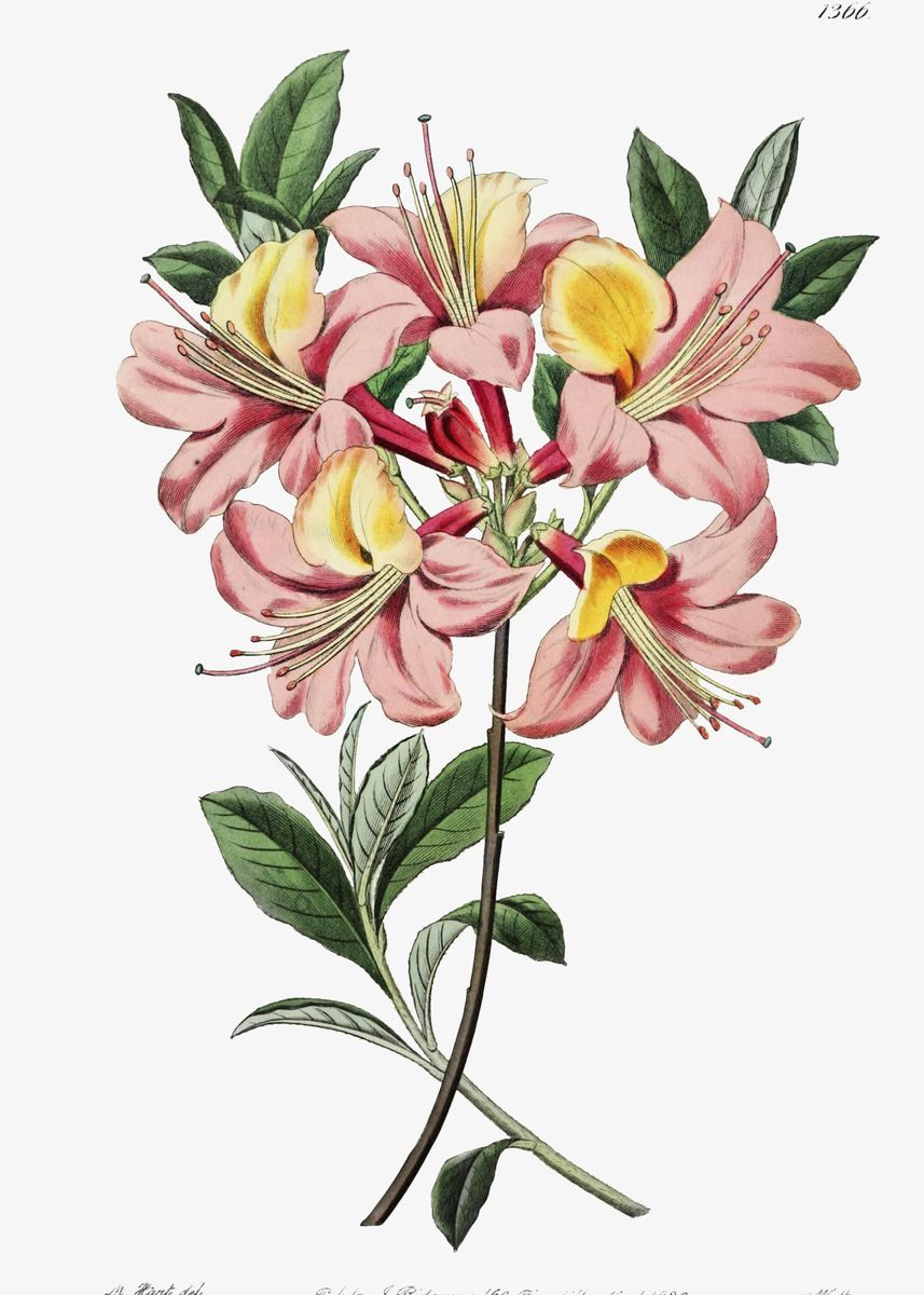 'Pink Azalea Poster' Poster, picture, metal print, paint by This Is ...