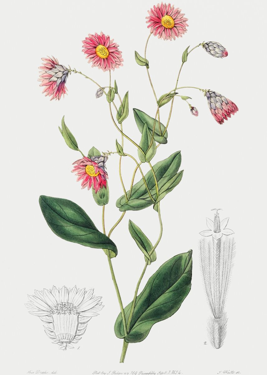 'Pink Sunray Poster' Poster, picture, metal print, paint by This Is ...