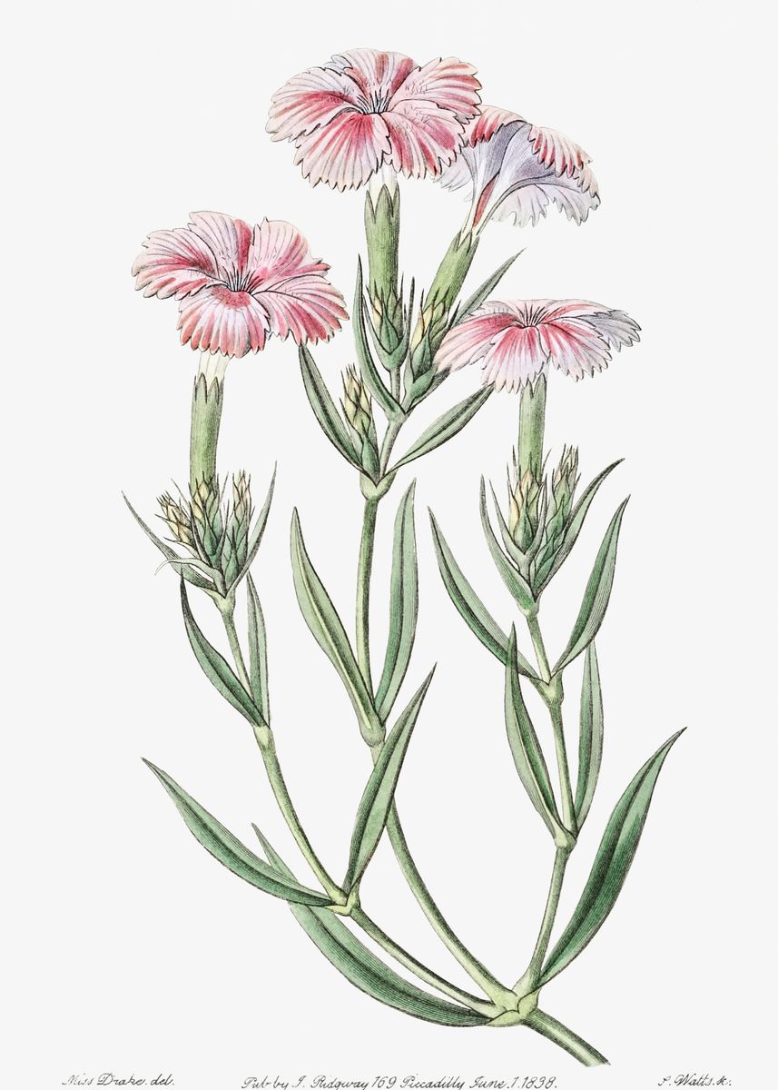 'Pink Dianthus Poster' Poster, picture, metal print, paint by This Is ...