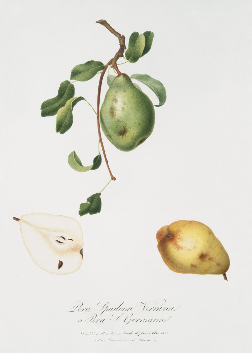 'Pear Pyrus Spadonnia From ' Poster by This Is Earth | Displate