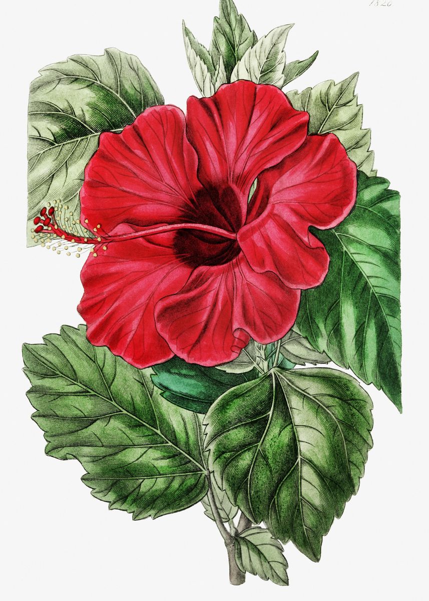 'Rose Mallow Poster' Poster, picture, metal print, paint by This Is ...