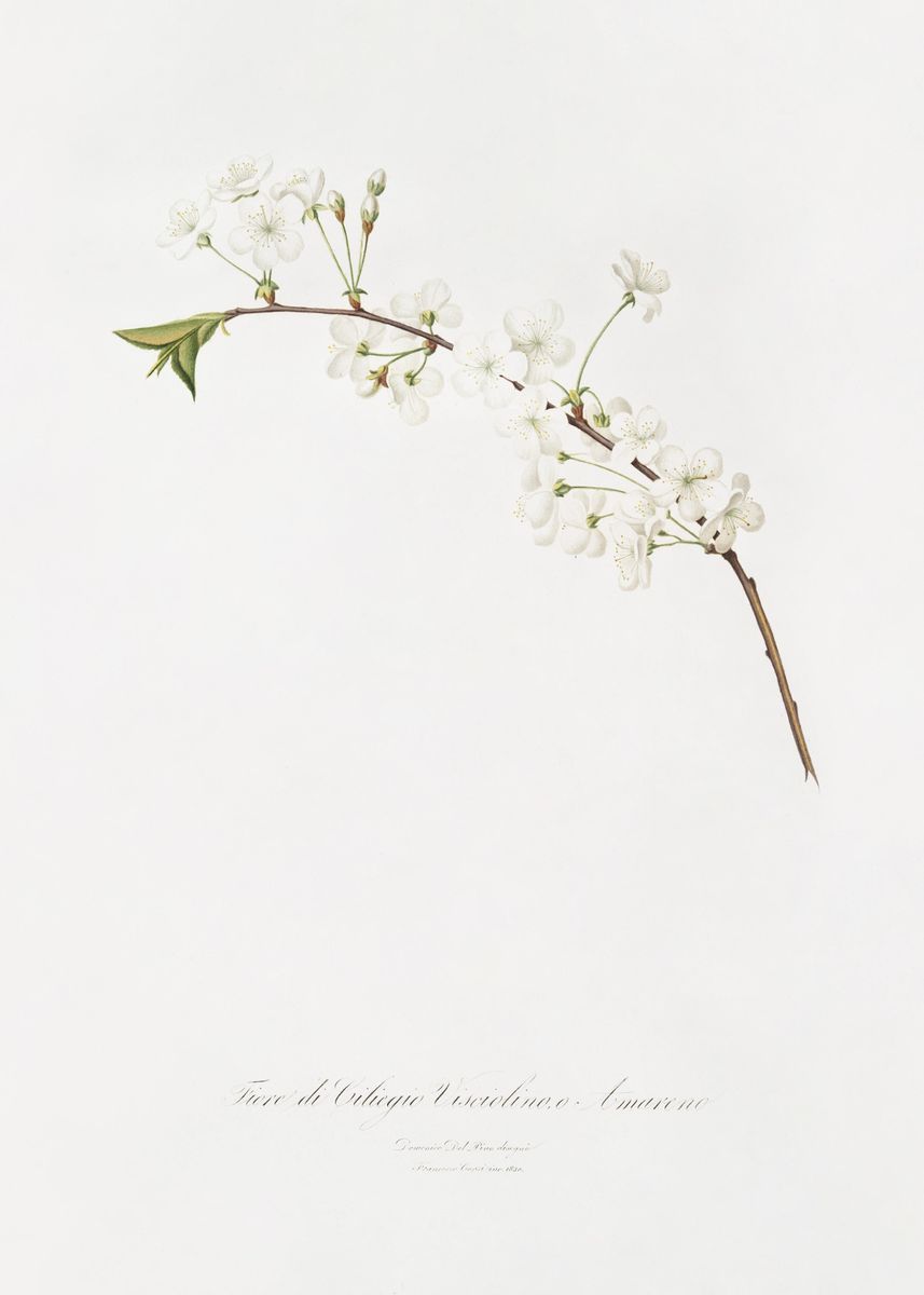 'Amarena Cherry Flower Prun' Poster, picture, metal print, paint by ...