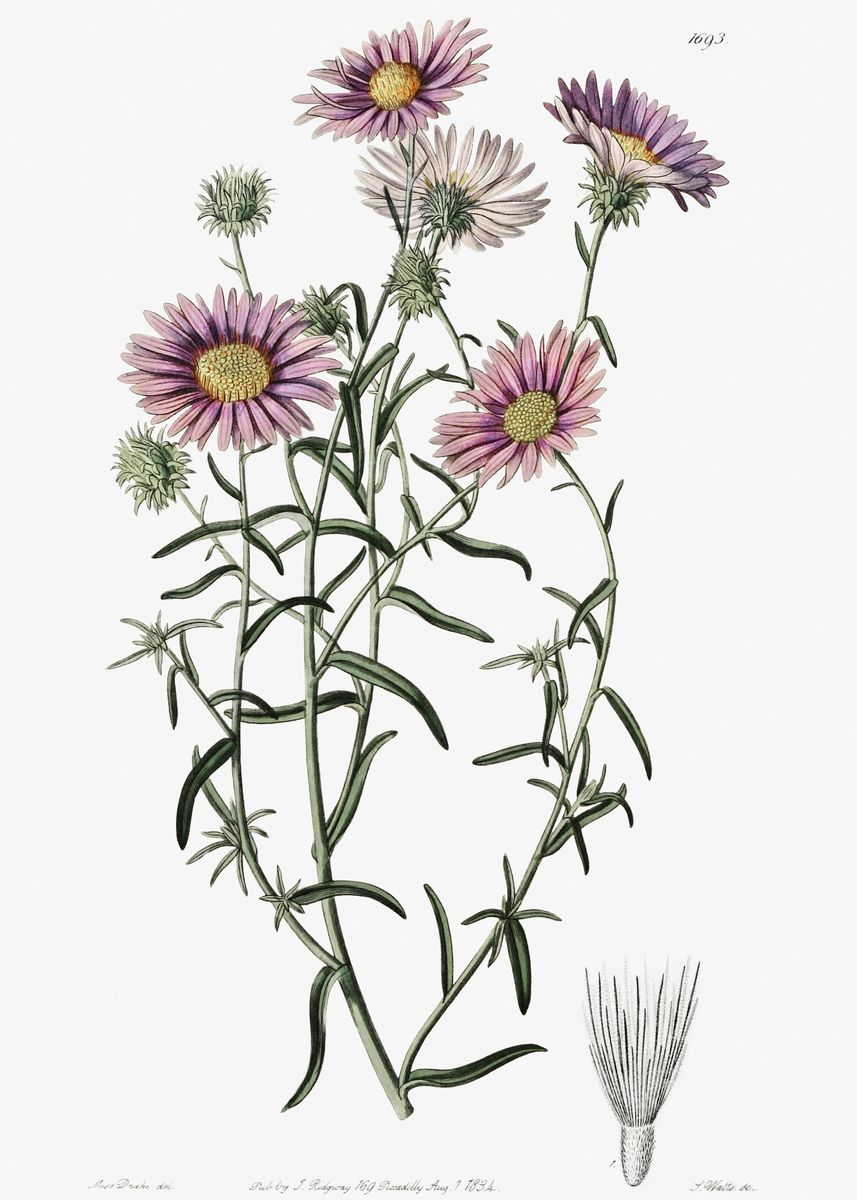 'Hoary Tansyaster Poster' Poster, picture, metal print, paint by This ...