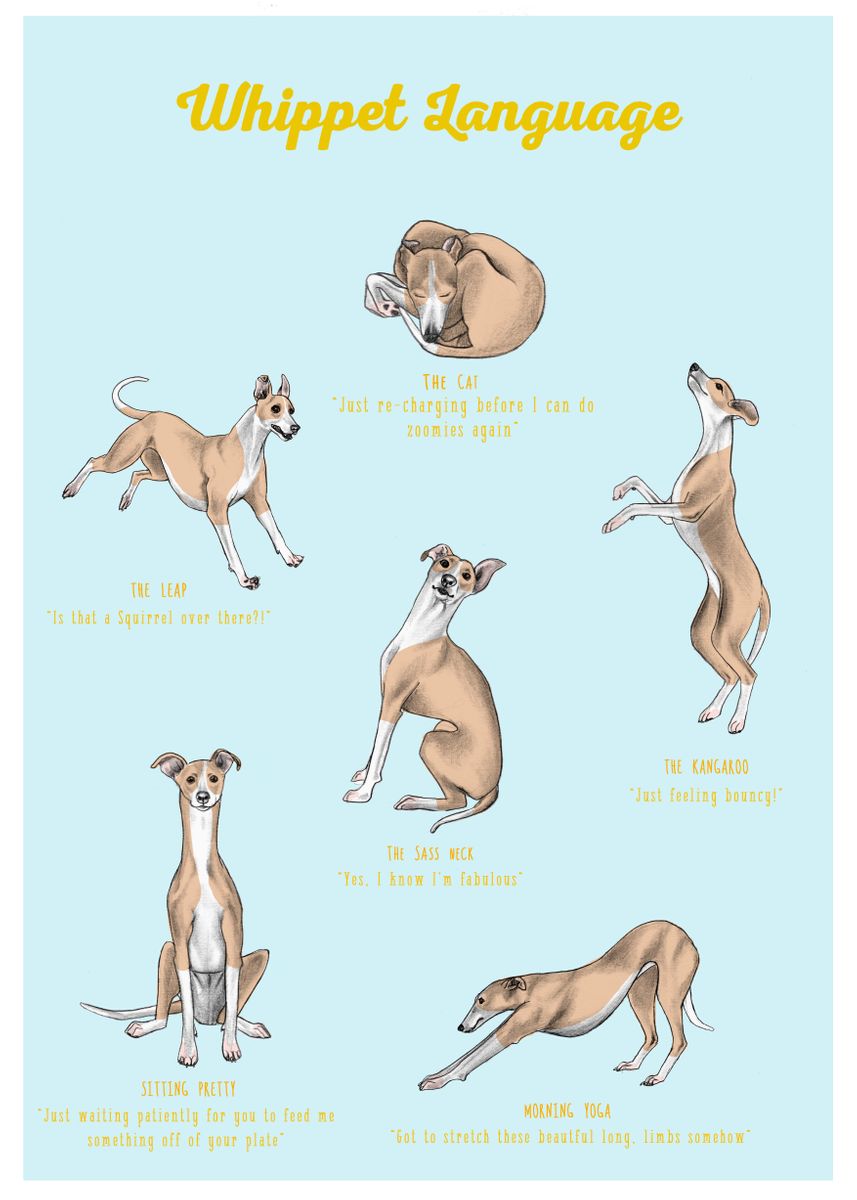 'Whippet Language Print' Poster, picture, metal print, paint by Beth ...