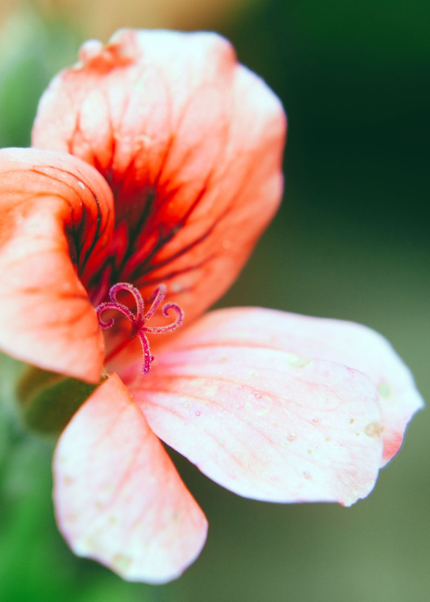 'Red Swirly Flower' Poster, picture, metal print, paint by Nikol ...