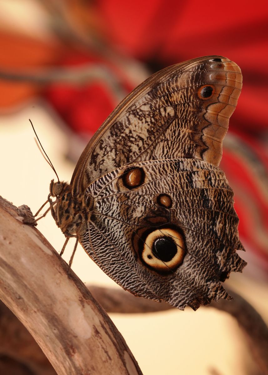 'Exotic butterfly' Poster, picture, metal print, paint by Mycatherina ...