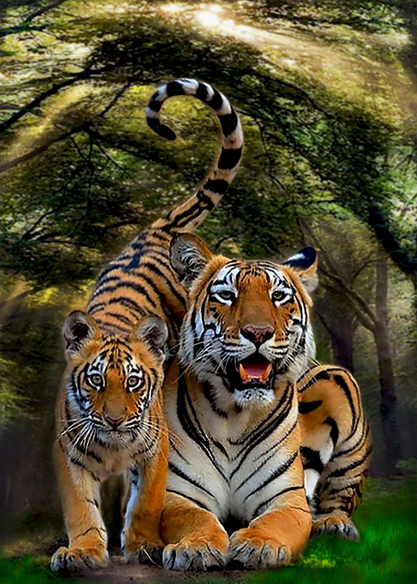 'TiGER 01 a' Poster, picture, metal print, paint by Ahasan Murad | Displate