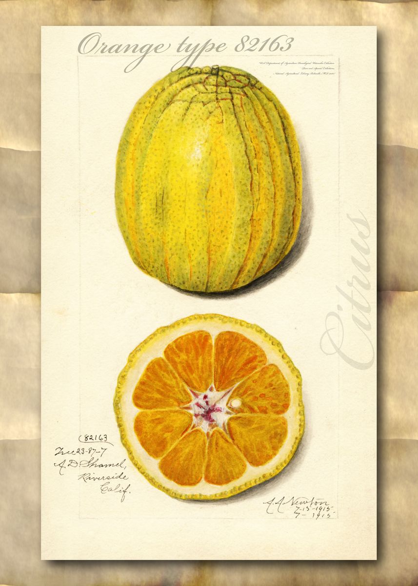 'Orange vintage watercolor' Poster by | Displate