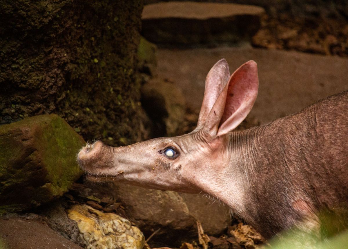 'Blind' Poster by Rick Groot | Displate