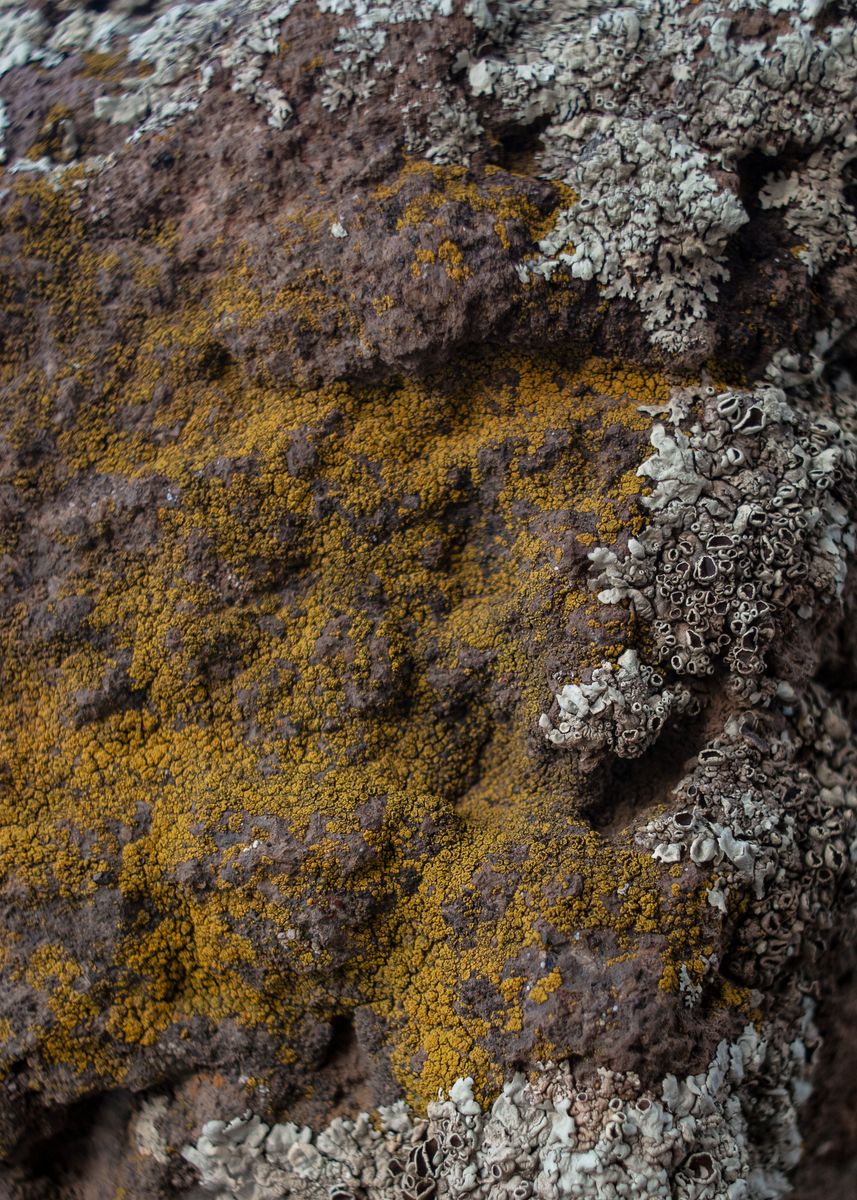 'Rocky Moss' Poster, picture, metal print, paint by Creative Excuses | Displate