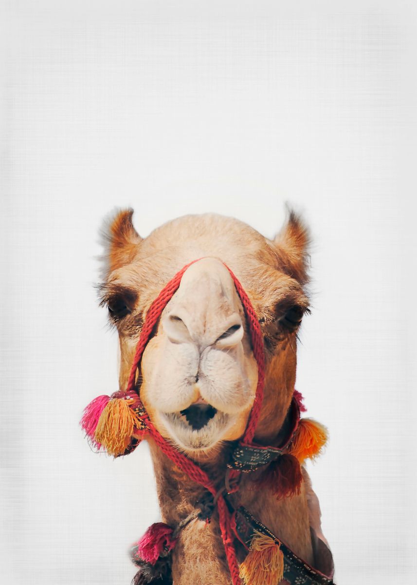 'Camel' Poster, picture, metal print, paint by Katy Pienaar | Displate