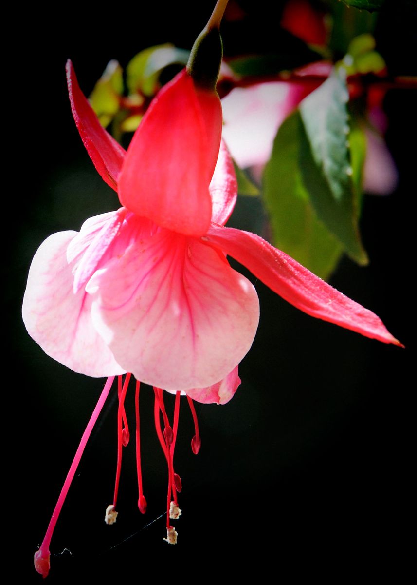 'Pink Fuschia' Poster, picture, metal print, paint by Jan Carr | Displate