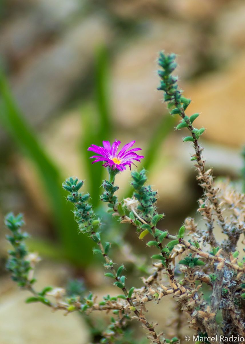 'Simple Flower' Poster, picture, metal print, paint by Marcel Radzio ...