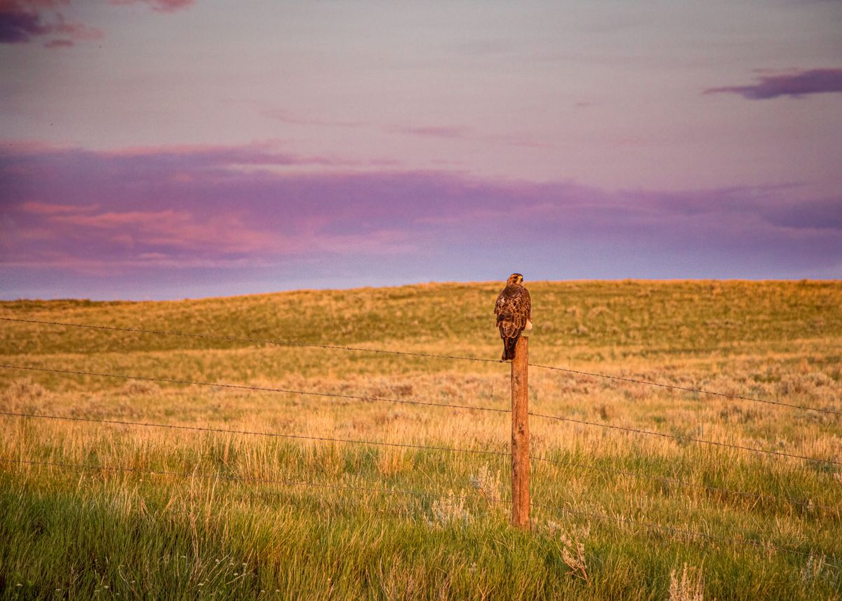 'Look out Post ' Poster by Alyssa Buck | Displate