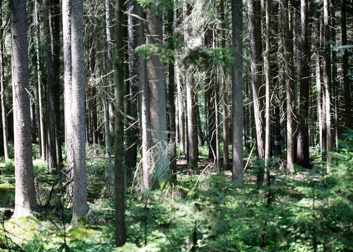 'Wild Forest Background' Poster by BakalaeroZz Photography | Displate