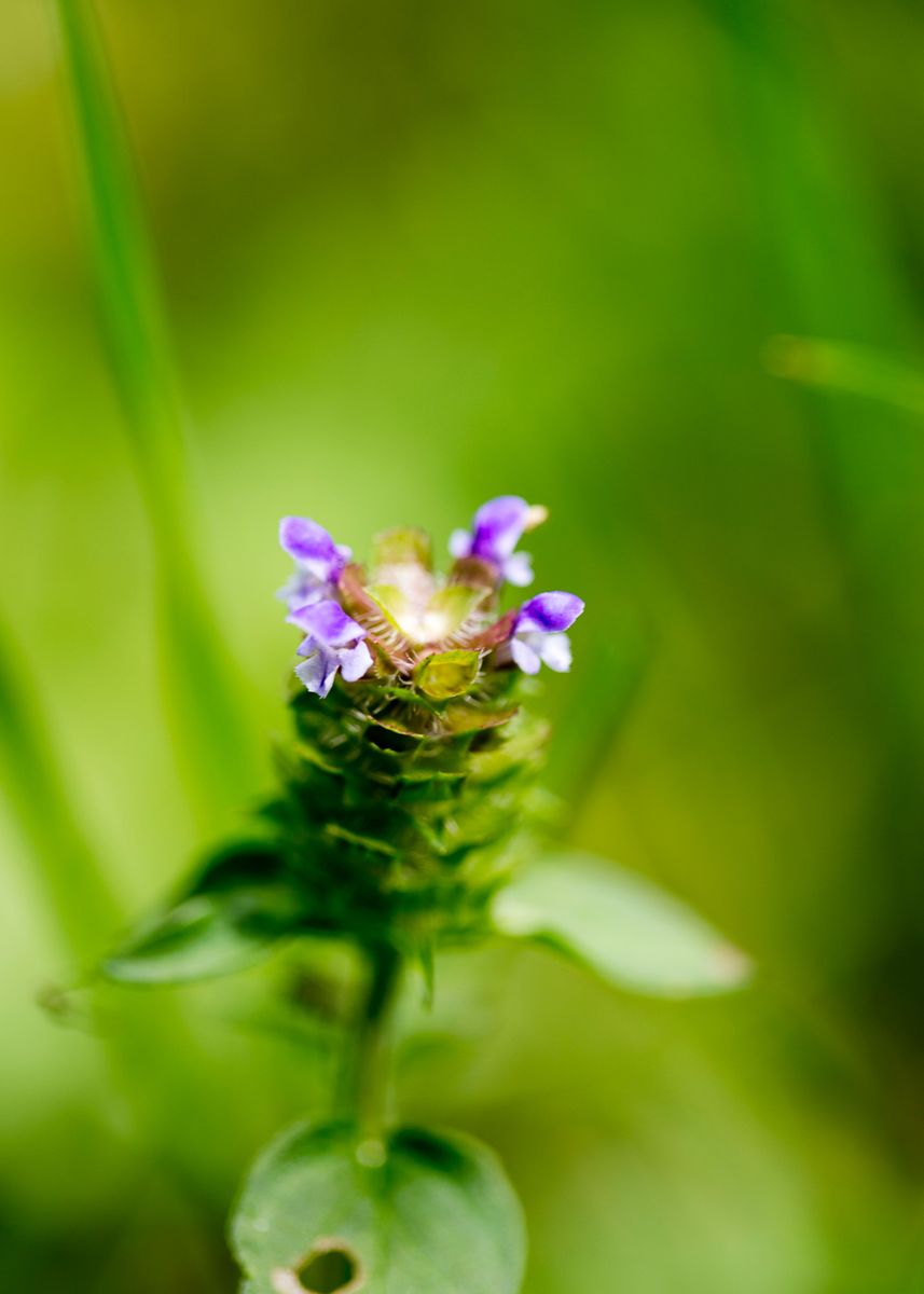 'Prunella vulgaris flower' Poster by BakalaeroZz Photography | Displate