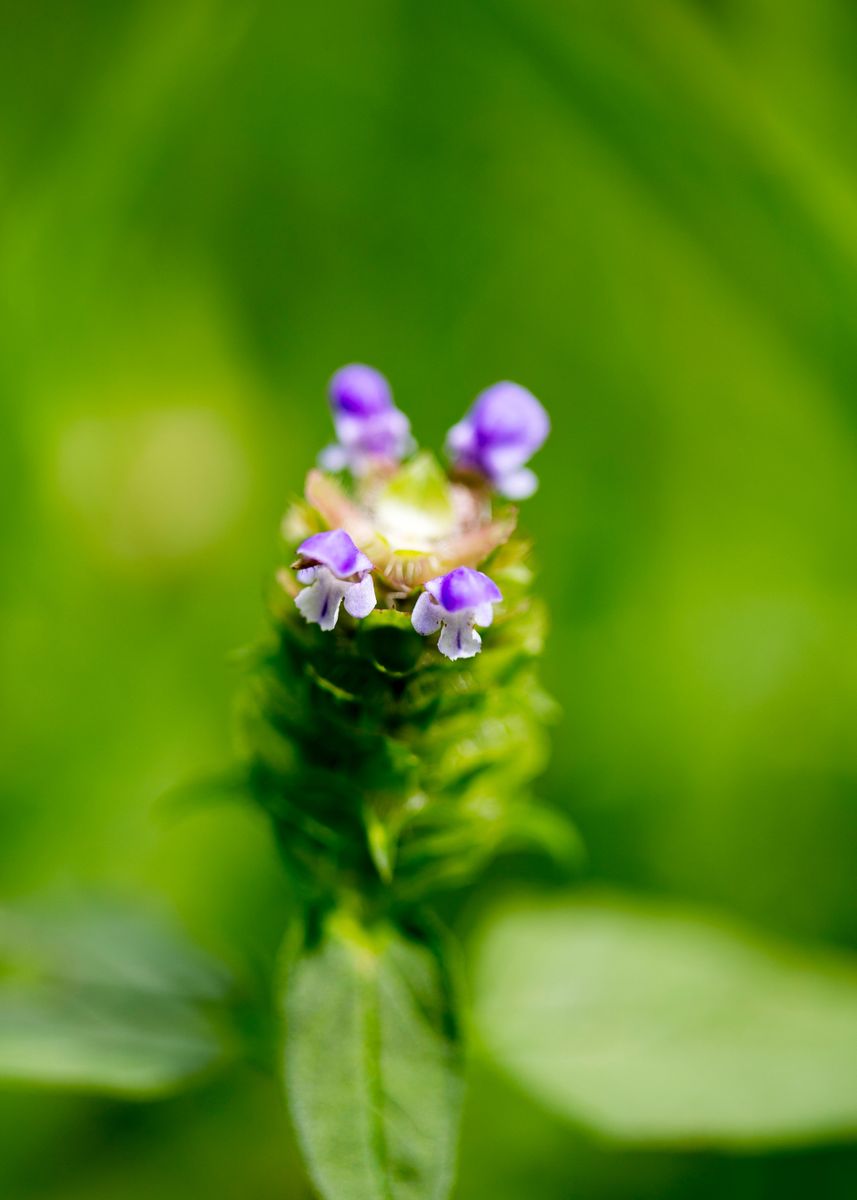 'Prunella vulgaris flower' Poster, picture, metal print, paint by ...