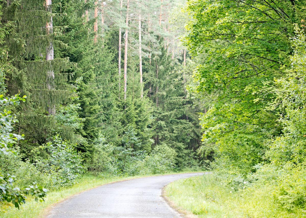 'Wild Forest Background' Poster by BakalaeroZz Photography | Displate