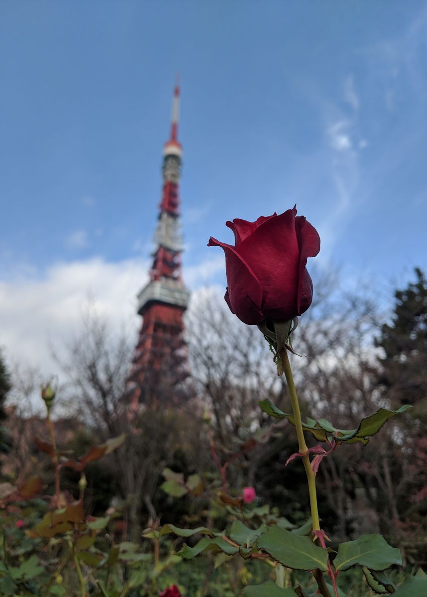 'The Tokyo Rose' Poster by Nicholas Newsome | Displate