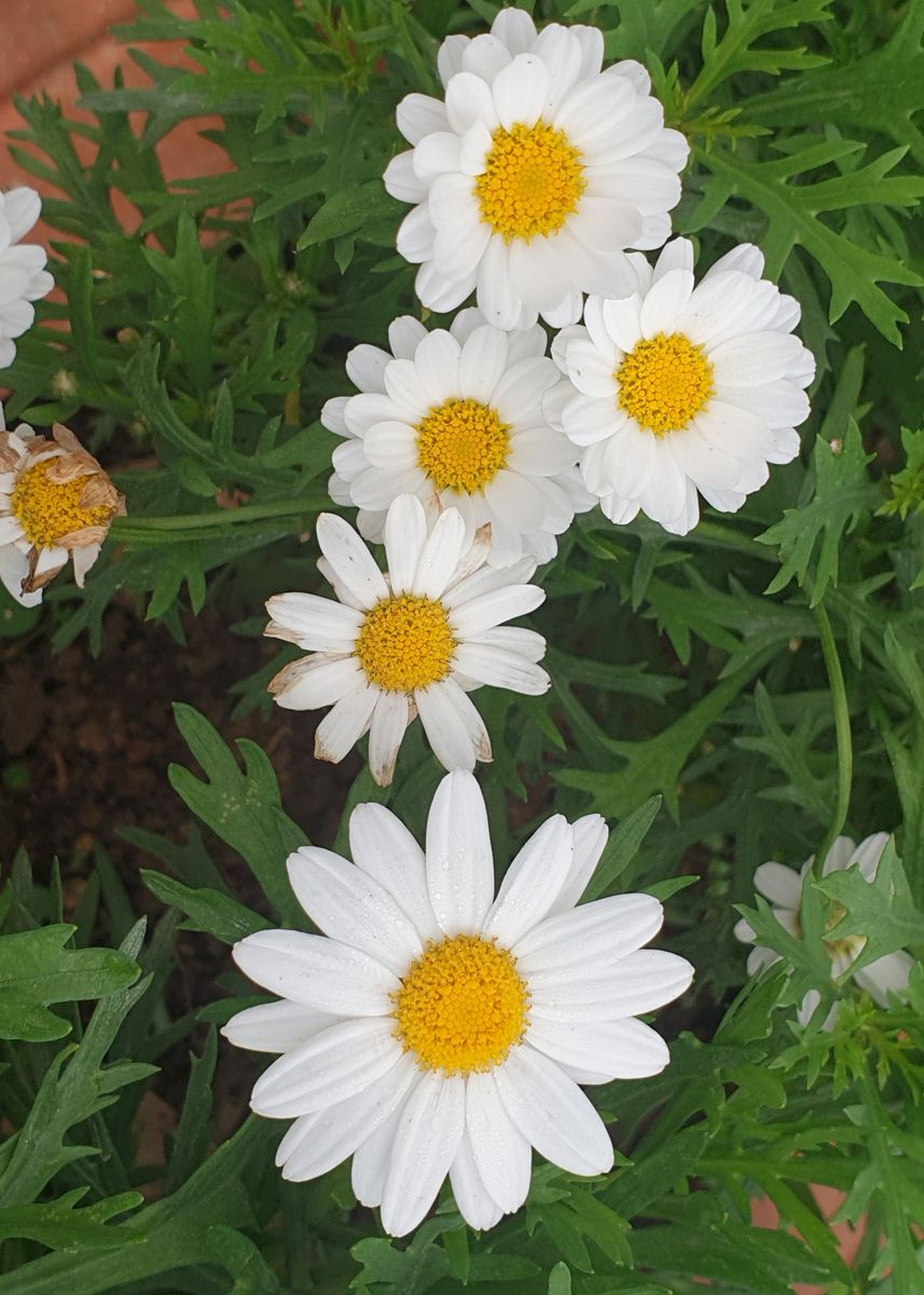 'Daisy Chain' Poster, picture, metal print, paint by Zee | Displate