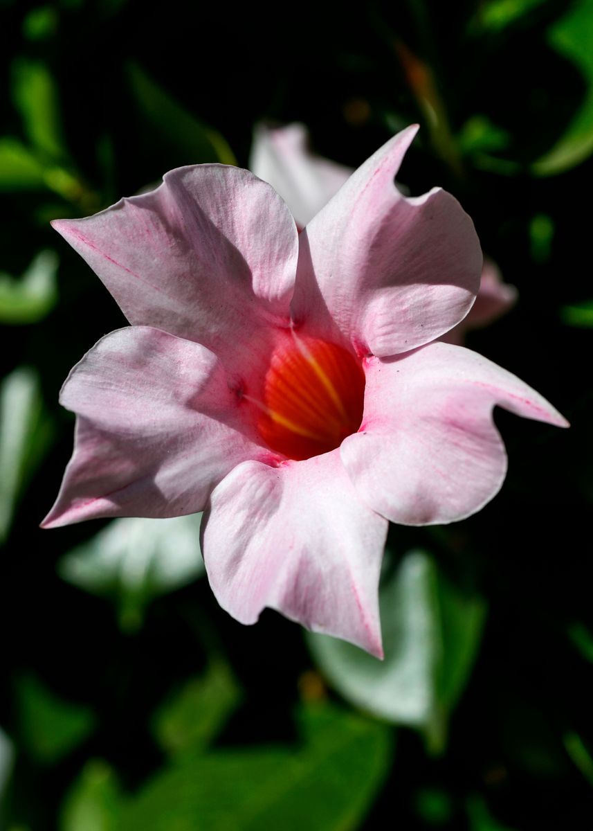 'Mandevilla pink flower ' Poster, picture, metal print, paint by ...