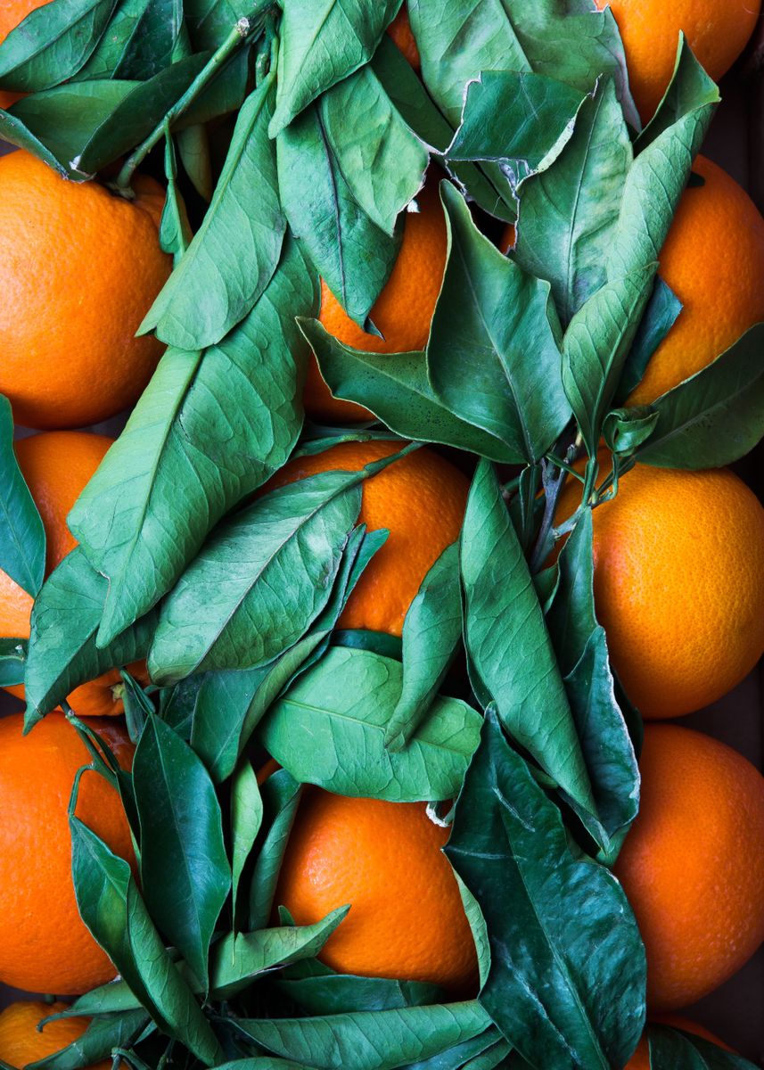 'Orange harvest' Poster, picture, metal print, paint by E P | Displate