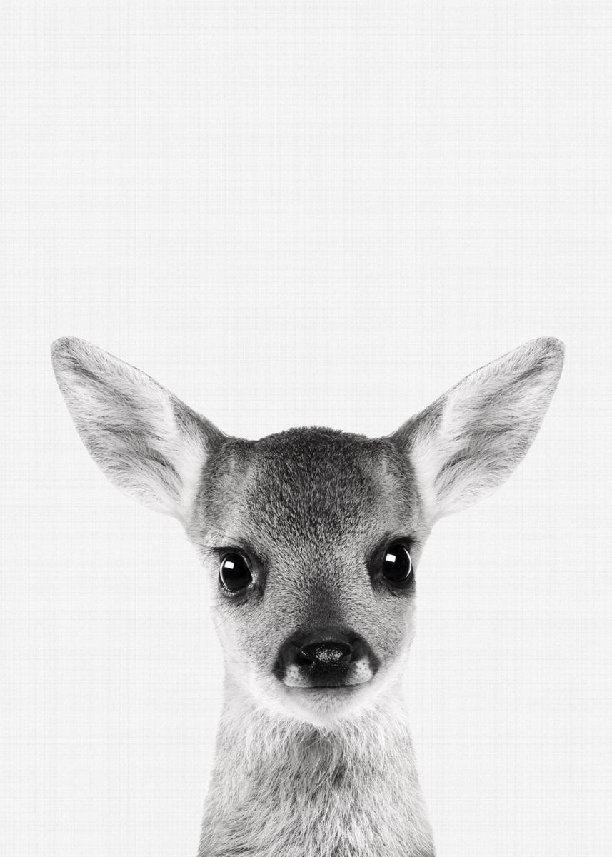 'Fawn Portrait BW' Poster, picture, metal print, paint by VividAtelier ...