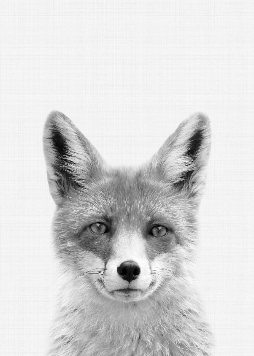 'Fox BW' Poster, picture, metal print, paint by VividAtelier | Displate