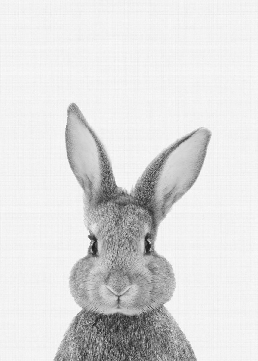 'Rabbit Portrait BW' Poster, picture, metal print, paint by ...