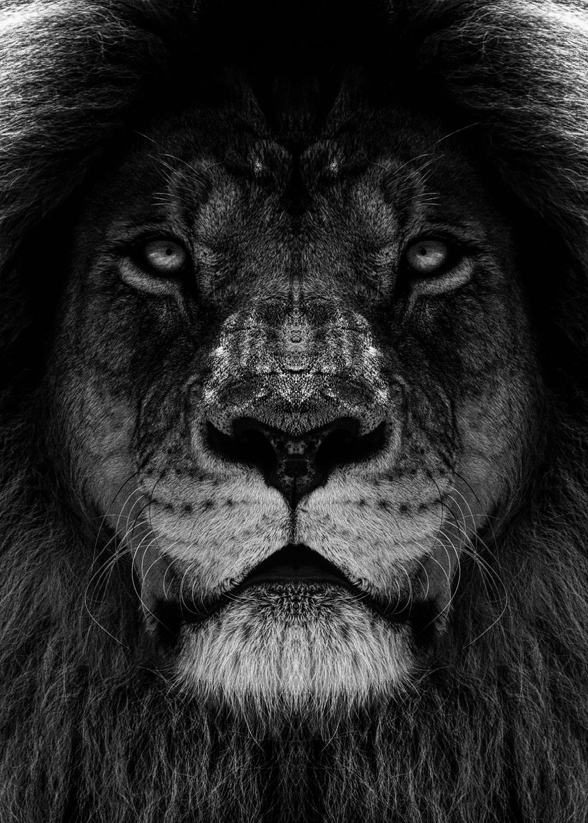 'wild lion face poster ' Poster by MK studio | Displate