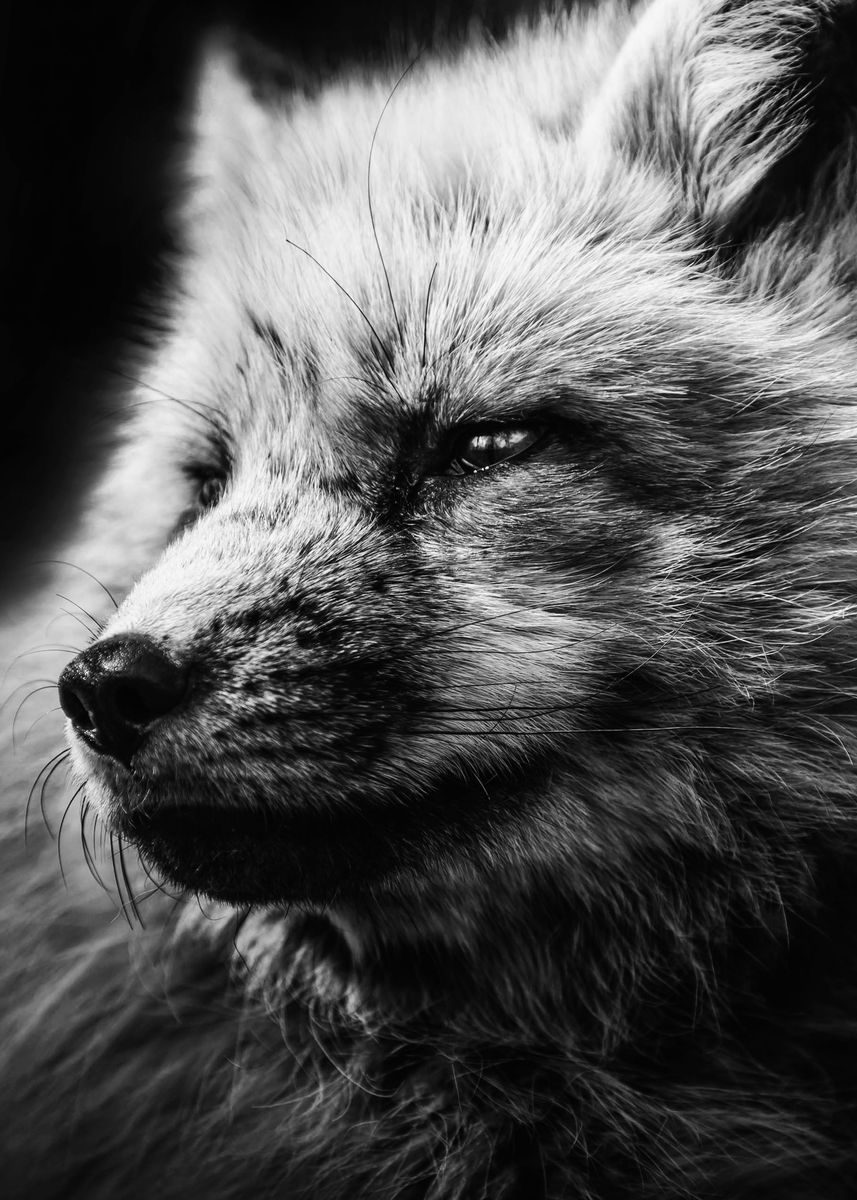 'wild fox face wallpaper ' Poster by MK studio | Displate