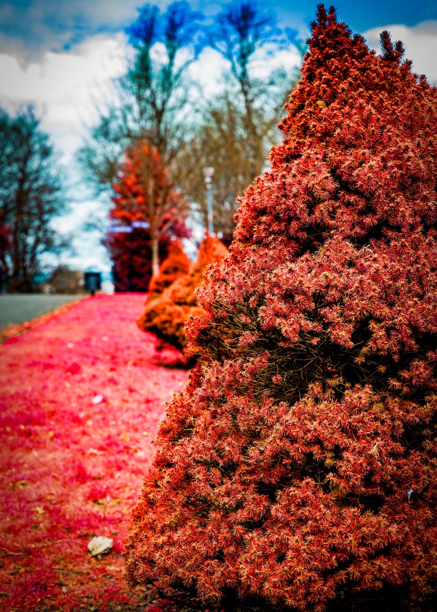 'Red Bush' Poster by Stoobie | Displate