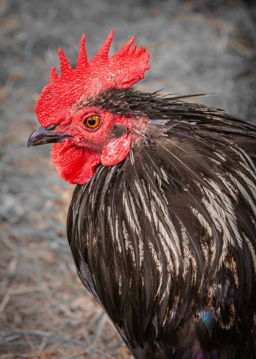 'Rooster' Poster by Vladyslav Durniev | Displate