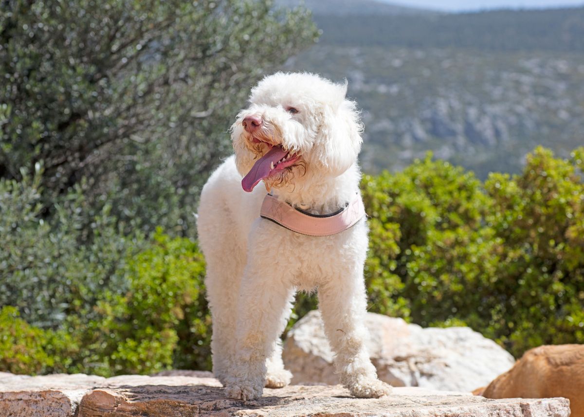'White Lagotto Romagnolo' Poster by BakalaeroZz Photography | Displate