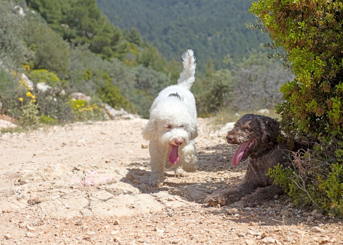 'White Lagotto Romagnolo' Poster by BakalaeroZz Photography | Displate