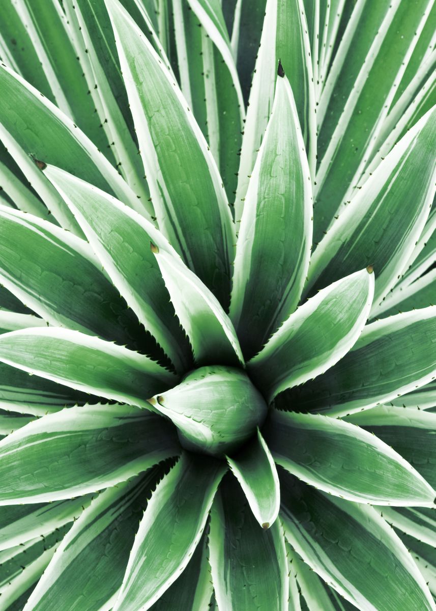 'Green Agave' Poster, picture, metal print, paint by noemptywalls ...