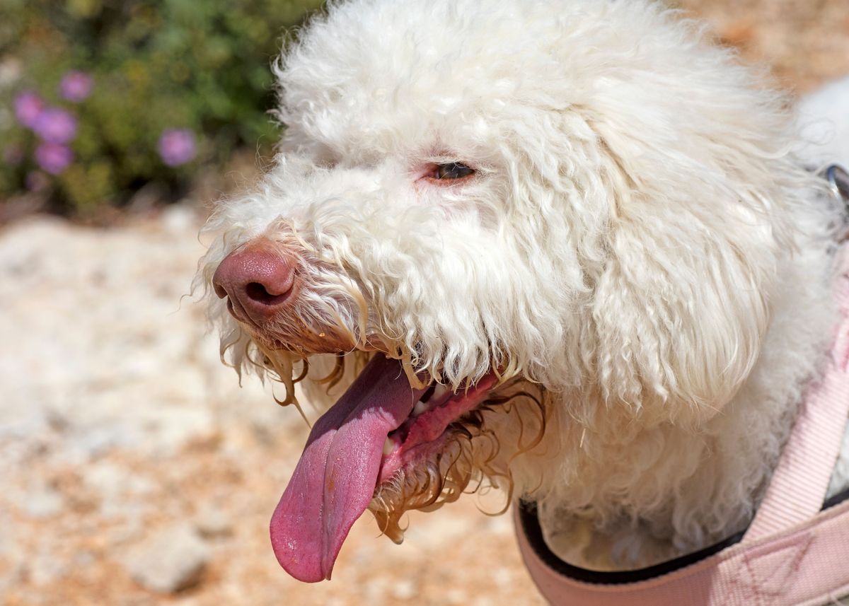 'White Lagotto Romagnolo' Poster by BakalaeroZz Photography | Displate