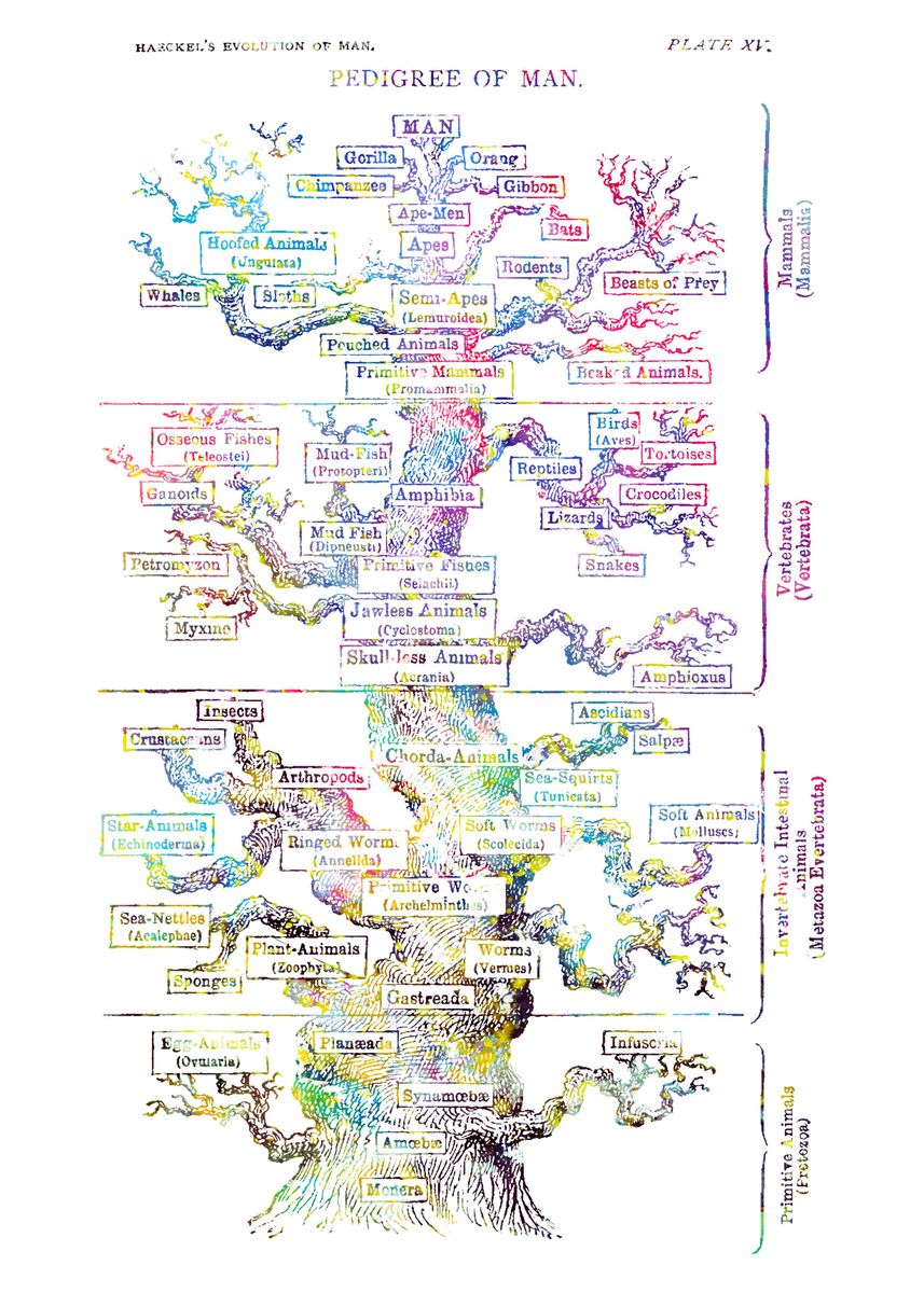 'Evolution of Man ' Poster, picture, metal print, paint by Erzebet ...