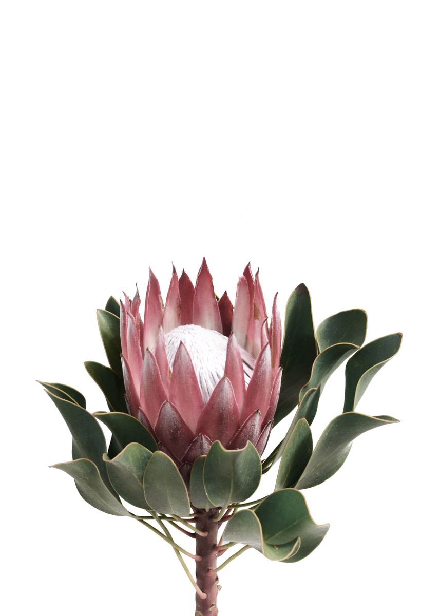 'Protea 2' Poster, picture, metal print, paint by noemptywalls | Displate