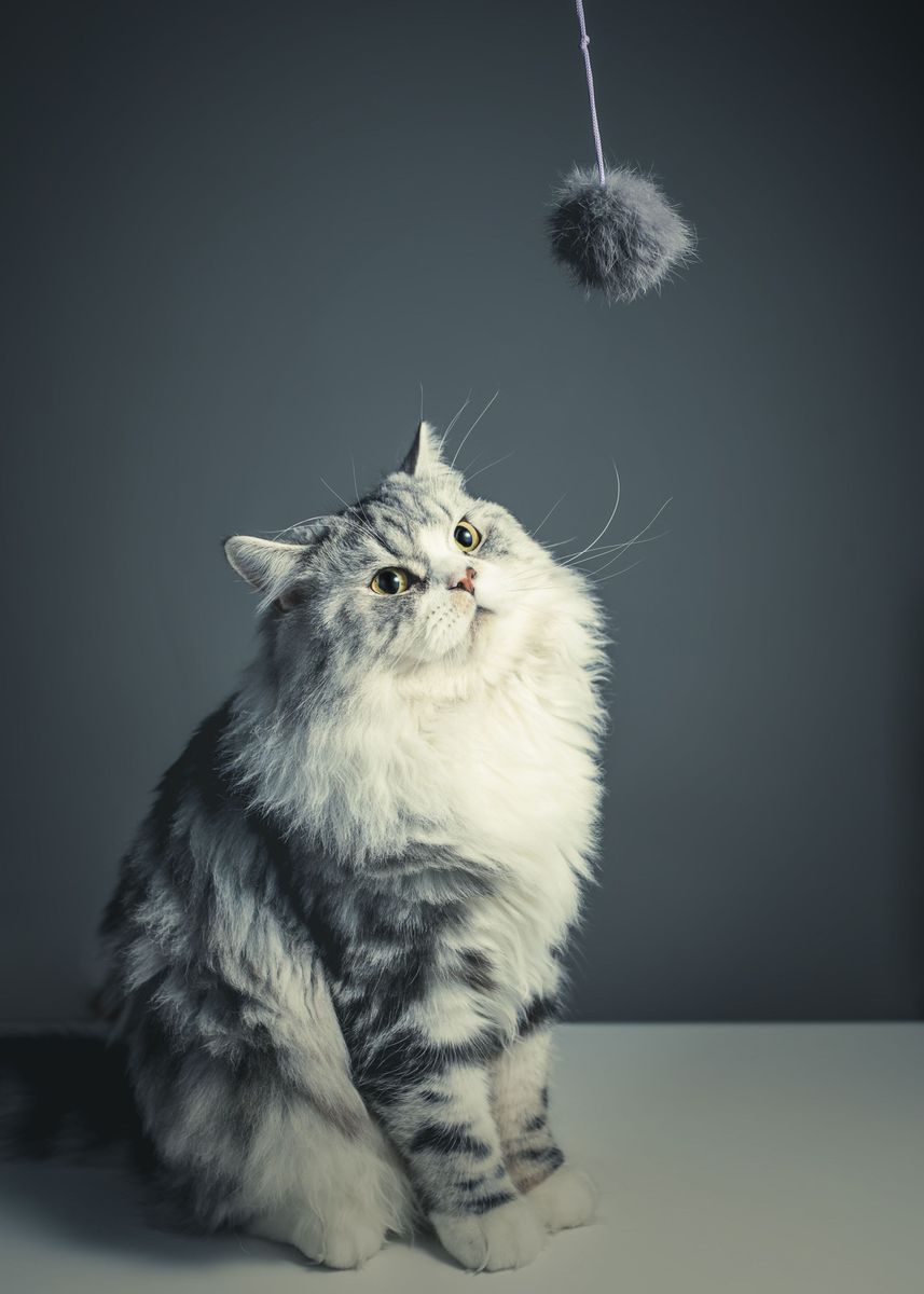 'The contemplating cat' Poster by Artistic Prints | Displate