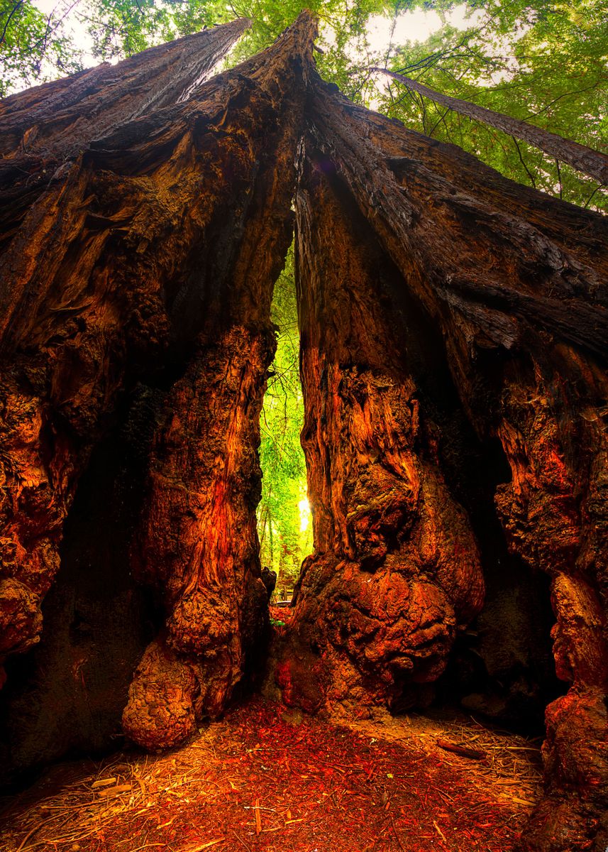 'Redwoods 2 Santa Cruz ' Poster, picture, metal print, paint by Jim ...