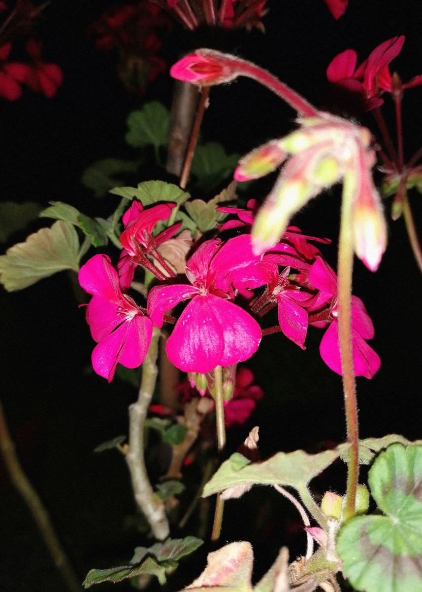 'Flower in the night' Poster by Dejan Atanasovski | Displate