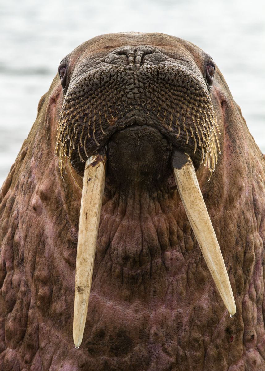 'Walrus portrait' Poster, picture, metal print, paint by Formatura ...