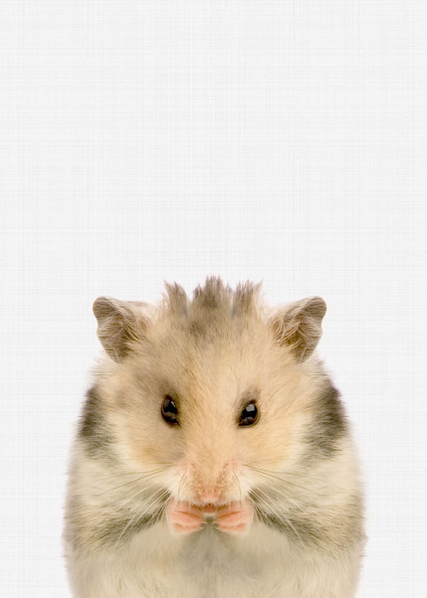 'Hamster' Poster, picture, metal print, paint by VividAtelier | Displate