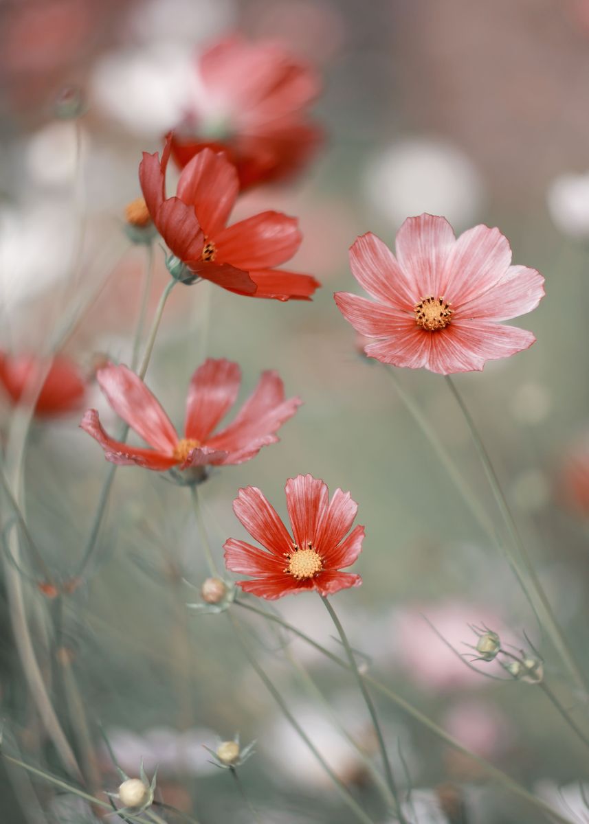 'Impression flowers' Poster, picture, metal print, paint by Mycatherina ...