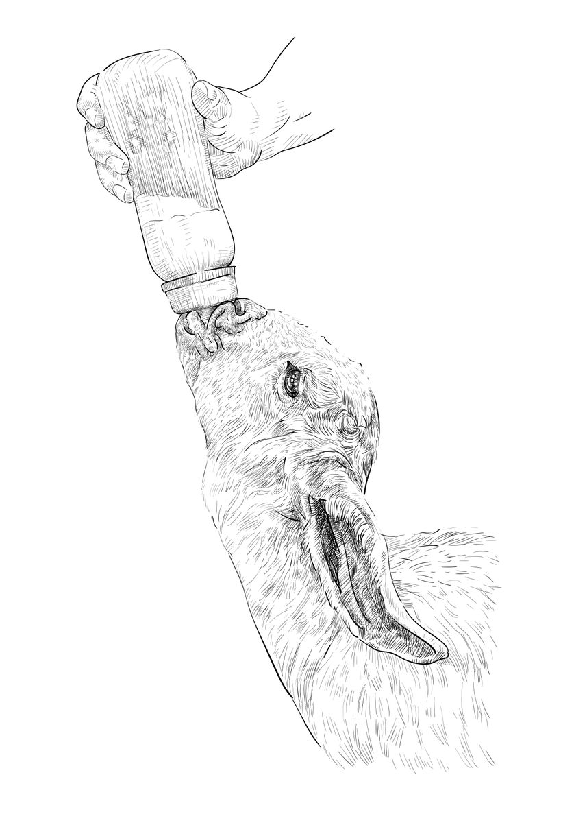 ' Human feeding goat' Poster, picture, metal print, paint by hadkhanong ...