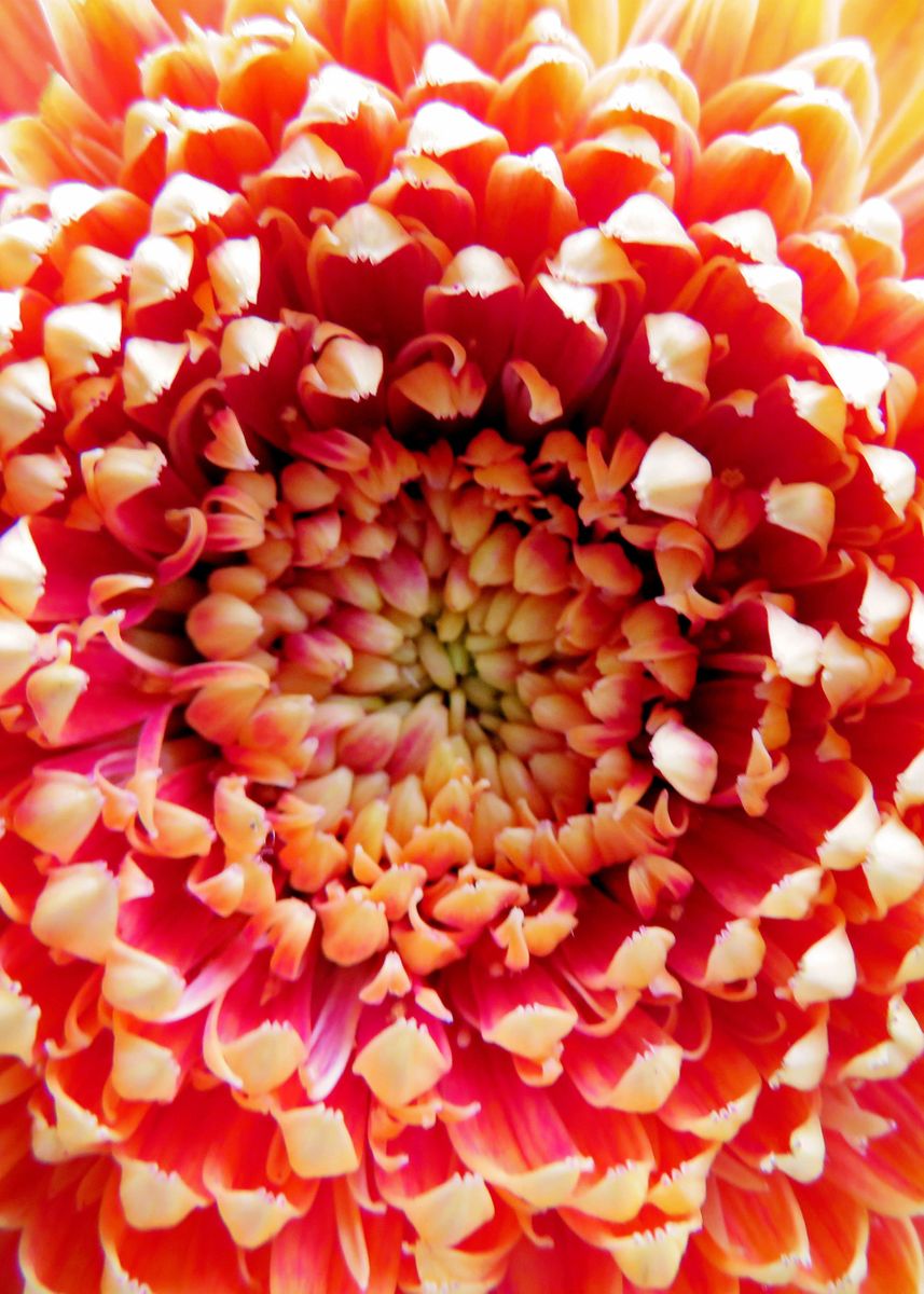 'Orange Germini Closeup' Poster, picture, metal print, paint by Juliana ...