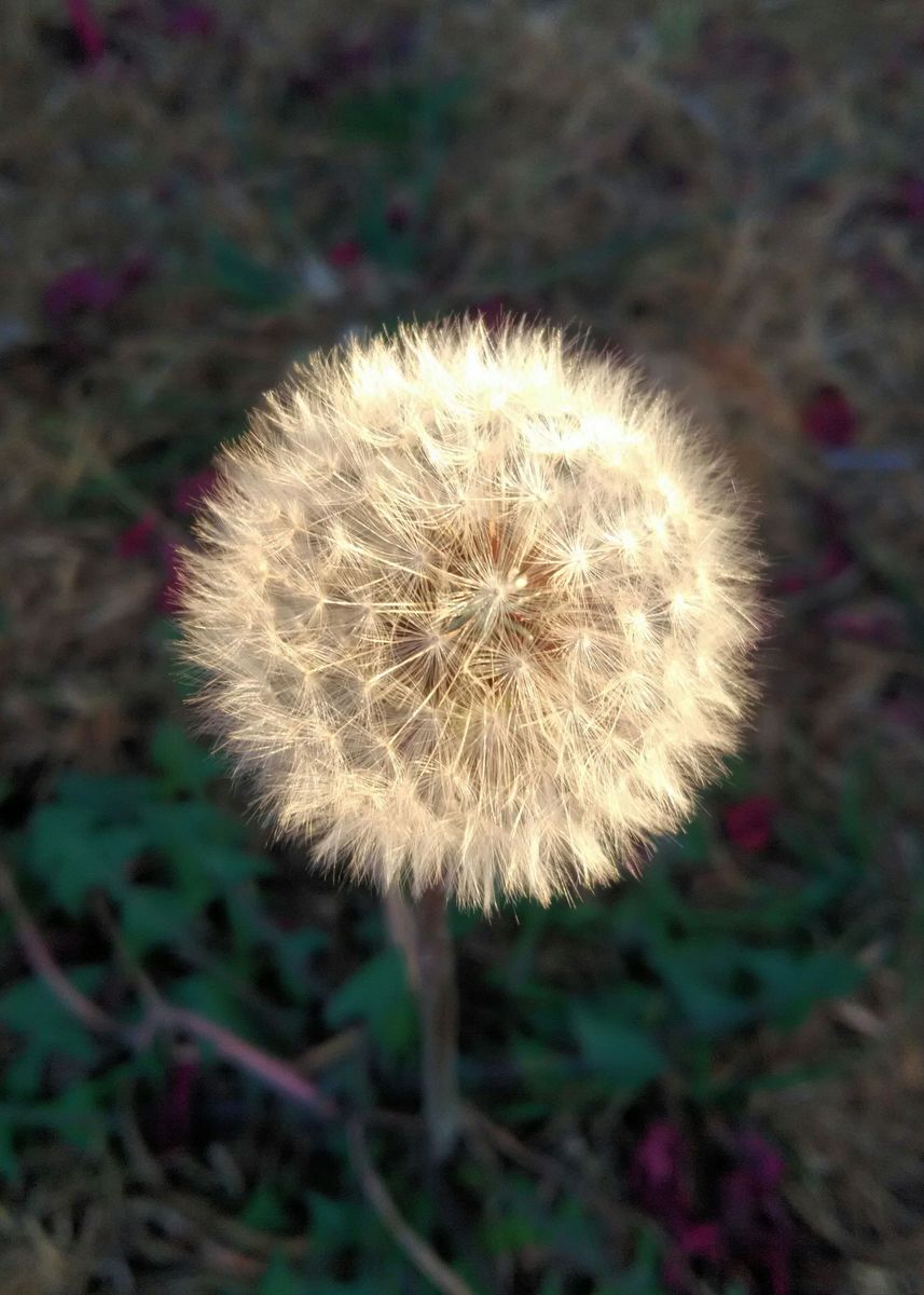 'Dandylion Full Mane' Poster, picture, metal print, paint by Artistic ...