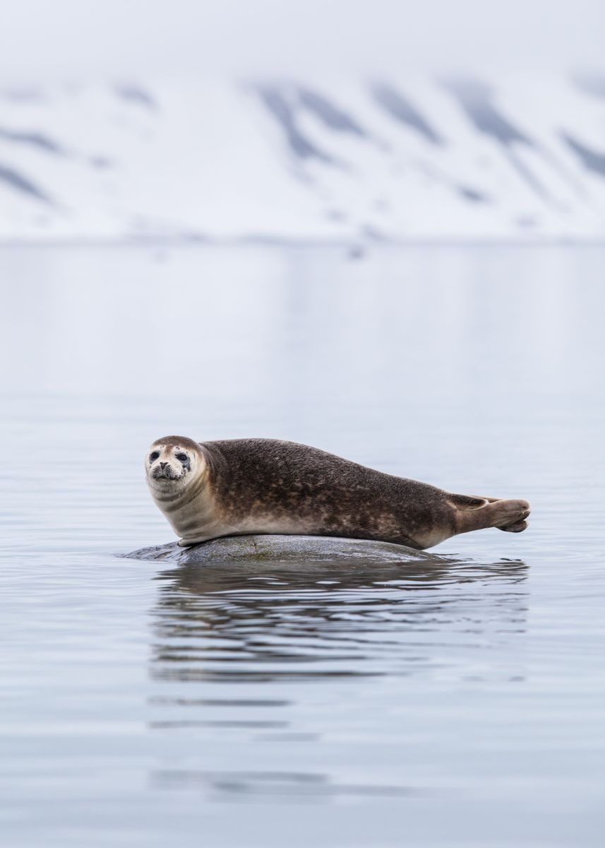 'Chilling seal' Poster by Formatura | Displate